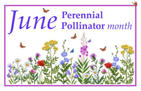 2025 Pollinator of the Year – Squash Bee | Reems Creek Nursery